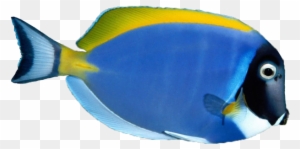 Mineral Trails On Rocks - Coral Reef Fish - Free Transparent PNG ...
