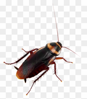 Bu-69 - Michigan Cockroach - Free Transparent PNG Clipart Images Download