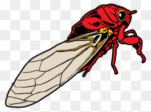 Cicada Bug Clip Art At Clkercom Vector Online Royalty - Cicada Clip Art ...