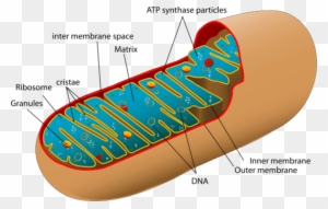Unlabeled Cell - Structure Of Mitochondria And Function - Free ...