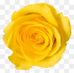 Laurdiy - Free Transparent PNG Clipart Images Download