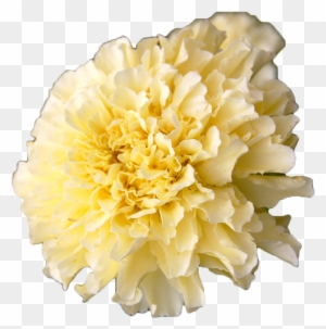 Mexican Marigold Calendula Officinalis Flower Annual - Marigold - Free ...