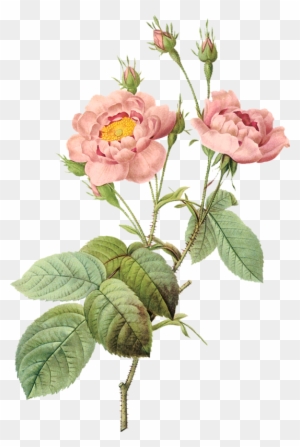 Flower Illustration By Pierre-joseph Redoute - Raphael Of Pierre Joseph ...