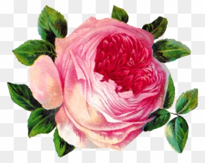 Rose Flower Botanical Art Image Shabby Chic Crafting - Rose - Free ...