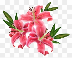 6,904 Pink Lily Stock Vector Illustration And Royalty - Flower Pic Hd ...