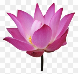 Lotus Flower With Steam - Lotus Flower Png Transparent - Free ...