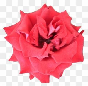 Beautiful Pink And Wine Colored Roses - Flowers Vintage - Free ...