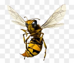 Hornet Clipart, Transparent PNG Clipart Images Free Download - ClipartMax