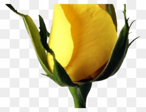 Yellow Rose Png Image Purepng Free Transparent Cc0 - Yellow Rose Png ...