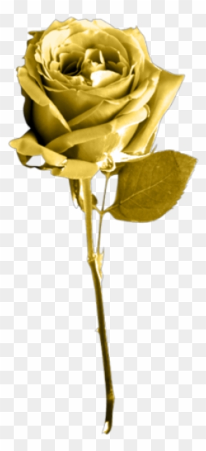 Golden Rose Png Image Background - Golden Rose Transparent Background ...