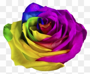01 Rainbow - Hybrid Tea Rose - Free Transparent PNG Clipart Images Download