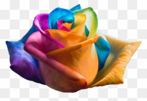 Rainbow Roses Resource - Rainbow Rose - Free Transparent PNG Clipart ...