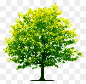 Fall Trees Plan Png - Tree No Background Png - Free Transparent PNG ...