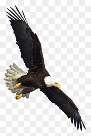 Flying Eagle Png Image - Bald Eagle Flying Png - Free Transparent PNG Clipart Images Download