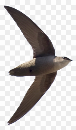 Chimney Swifts Are A Very Small Bird With Long Pointy - Swift Bird Png ...