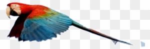 Parrot Clipart Animated Gif - Flying Parrot Animated Gif - Free ...
