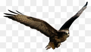 Grass - - Flying Bird Png Hd - Free Transparent PNG Clipart Images Download