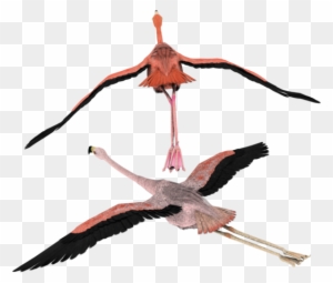 Flying Over My 3d Flamingos By Madetobeunique - Black Flying Flamingo ...