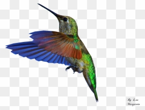 Hummingbird Animation - Bird Gif Transparent Background - Free ...
