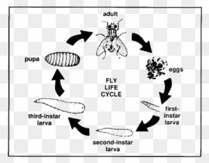 Life Cycle Of A Fly Drawing - Life Cycle Of A Fly - Free Transparent ...