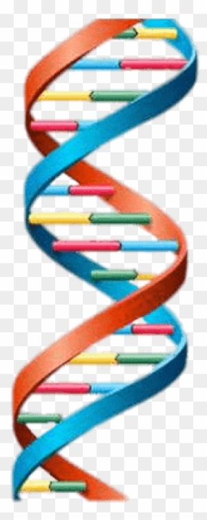 Dna In Double Helix - Free Transparent PNG Clipart Images Download