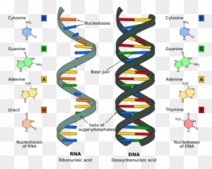 Dna And Rna Drawing - Nucleic Acid - Free Transparent PNG Clipart ...