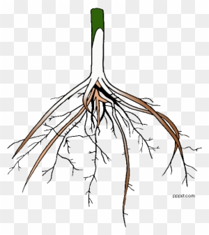 Root Plant Clip Art - Root Plant Png - Free Transparent PNG Clipart ...