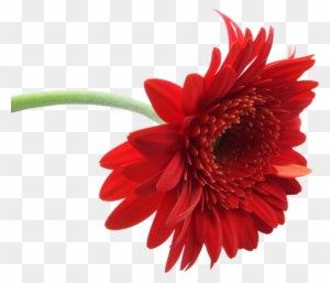 Flowers, Gerbera, Transmission - Yellow - Free Transparent PNG Clipart ...