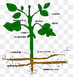 Parts Of A Plant Clipart, Transparent PNG Clipart Images Free Download ...