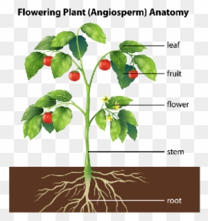 Parts Of A Plant Clipart, Transparent PNG Clipart Images Free Download ...