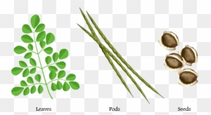 Moringa Pods And Seeds - Parts Of Drumstick Tree - Free Transparent PNG ...