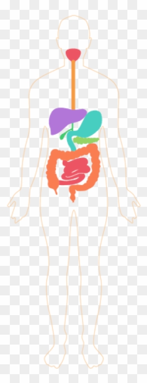 Digestive System Human Body Transparent Png Svg Vector - Illustration ...