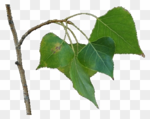 Free Branch Png - Rama - Free Transparent PNG Clipart Images Download