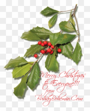 Sunday, December 25, - American Holly - Free Transparent PNG Clipart ...