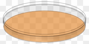 Petri Dish Bacteria Cartoon - Free Transparent PNG Clipart Images Download