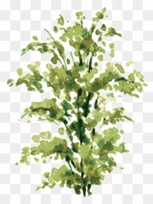 Study Of A Tree Watercolor Painting Pine - Watercolor Trees - Free ...