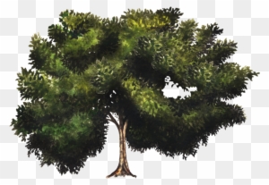 Laurel De La India Png - Free Transparent PNG Clipart Images Download
