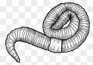 The Earthworm Project - Earthworm Line Drawing - Free Transparent PNG ...