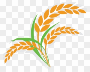 Not Only A Source Of Low Gi Carbs & Fibre, Oats Are - Rice Vector ...