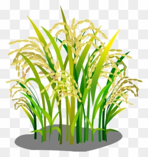 Oryza Sativa Rice Google Images Download - Logo Bông Lúa Vàng - Free ...