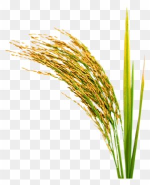 Paddy Seeds Png - Free Transparent PNG Clipart Images Download