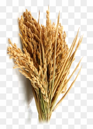 Rice - Rice Crop Png - Free Transparent PNG Clipart Images Download