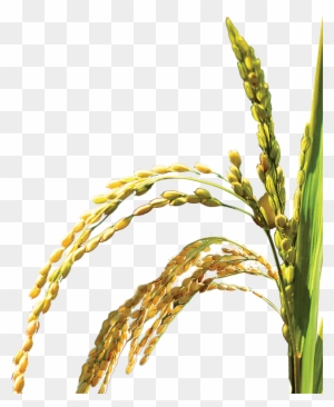 Oryza Sativa Rice Google Images Download - Logo Bông Lúa Vàng - Free ...