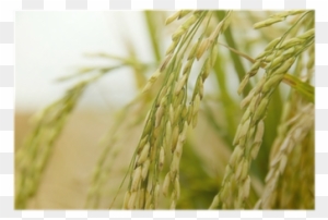 Paddy Rice - Free Transparent PNG Clipart Images Download