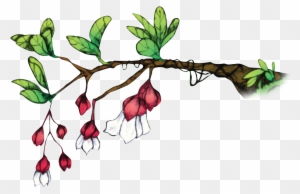 Medinilla Waterhousei, Commonly Known As Tagimoucia - Tagimoucia Flower ...