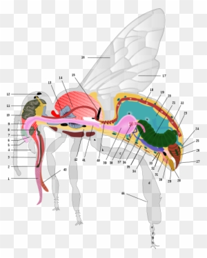 Anatomy Of A Honey Bee - Anatomy Of The Honey Bee - Free Transparent ...