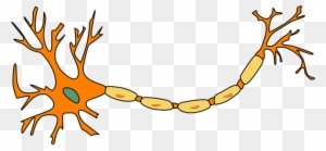 Axon Diagram Unlabeled