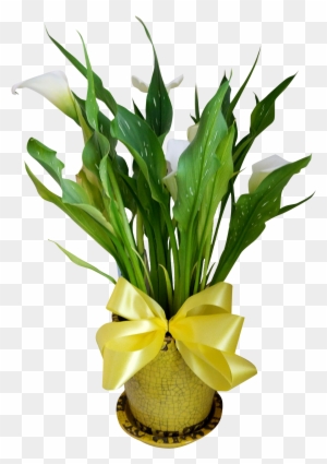 Calla Lily Plant - Calla Lily - Free Transparent PNG Clipart Images ...