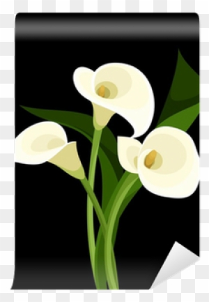 White Calla Lilies On Black - Cartuchos Flores Vector - Free ...