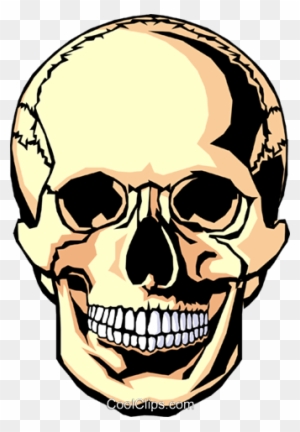 Human Skull Royalty Free Vector Clip Art Illustration - Clip Art - Free ...